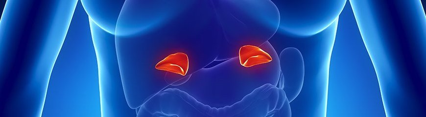 Koetjes en (bijnier) Kanker | Kanker.nl