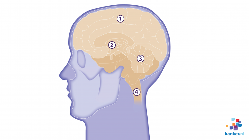 Informatie over de hersenen | Kanker.nl