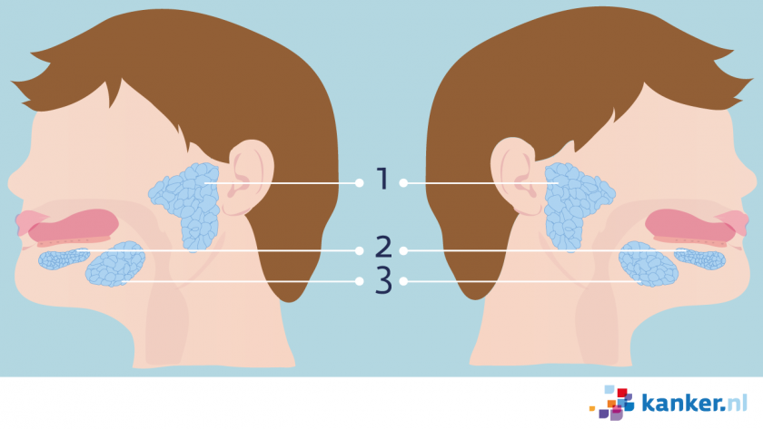 Informatie over de speekselklieren