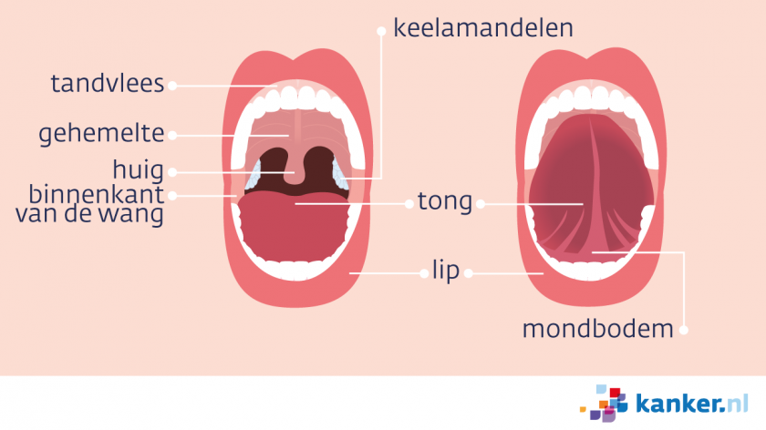 Informatie over de mond