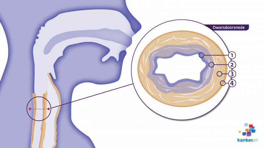 de functie van de slokdarm