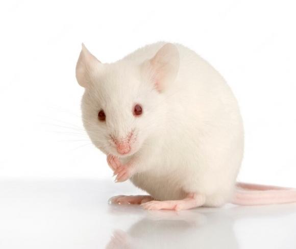 De wereld draait door met of zonder Pedro de knaagmuis | Kanker.nl