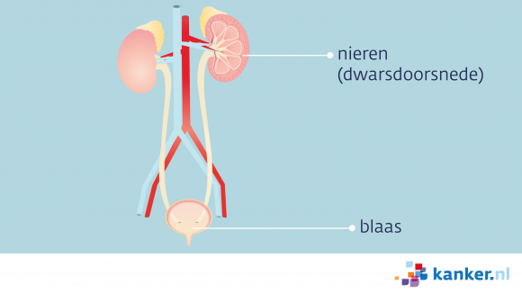 Informatie over de nieren | Kanker.nl