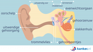 Informatie over het oor | Kanker.nl