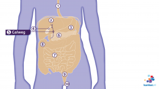 Informatie over de galwegen | Kanker.nl