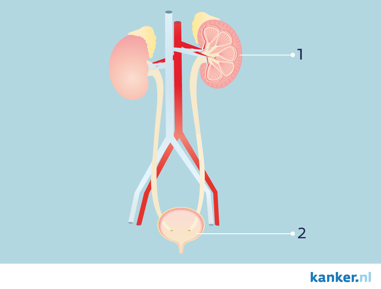 De nieren | Kanker.nl