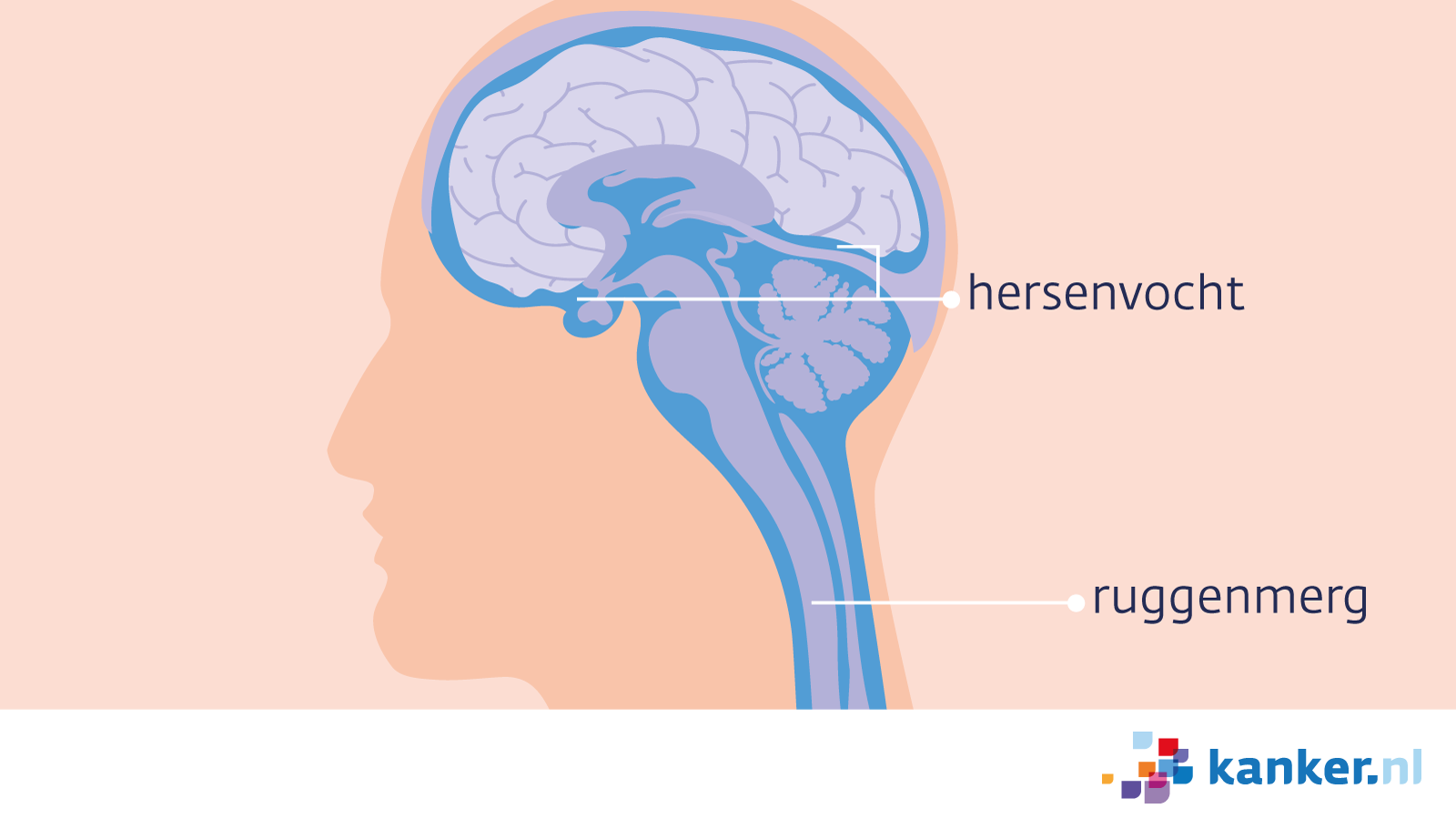 Informatie over de hersenen | Kanker.nl