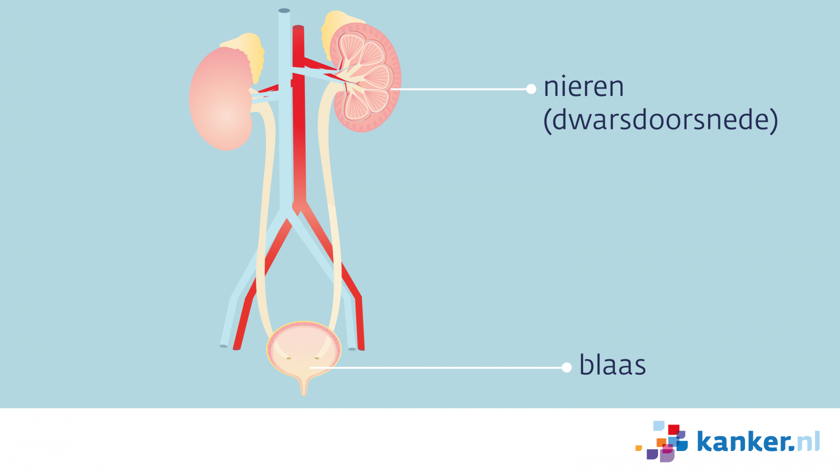 Informatie over de nierbekkens | Kanker.nl