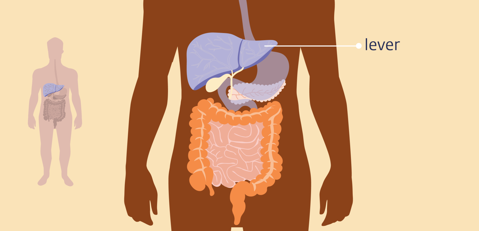 Informatie over de lever | Kanker.nl
