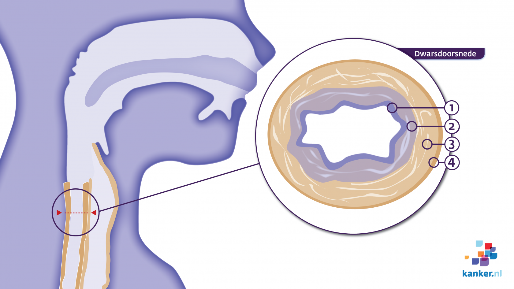 de functie van de slokdarm