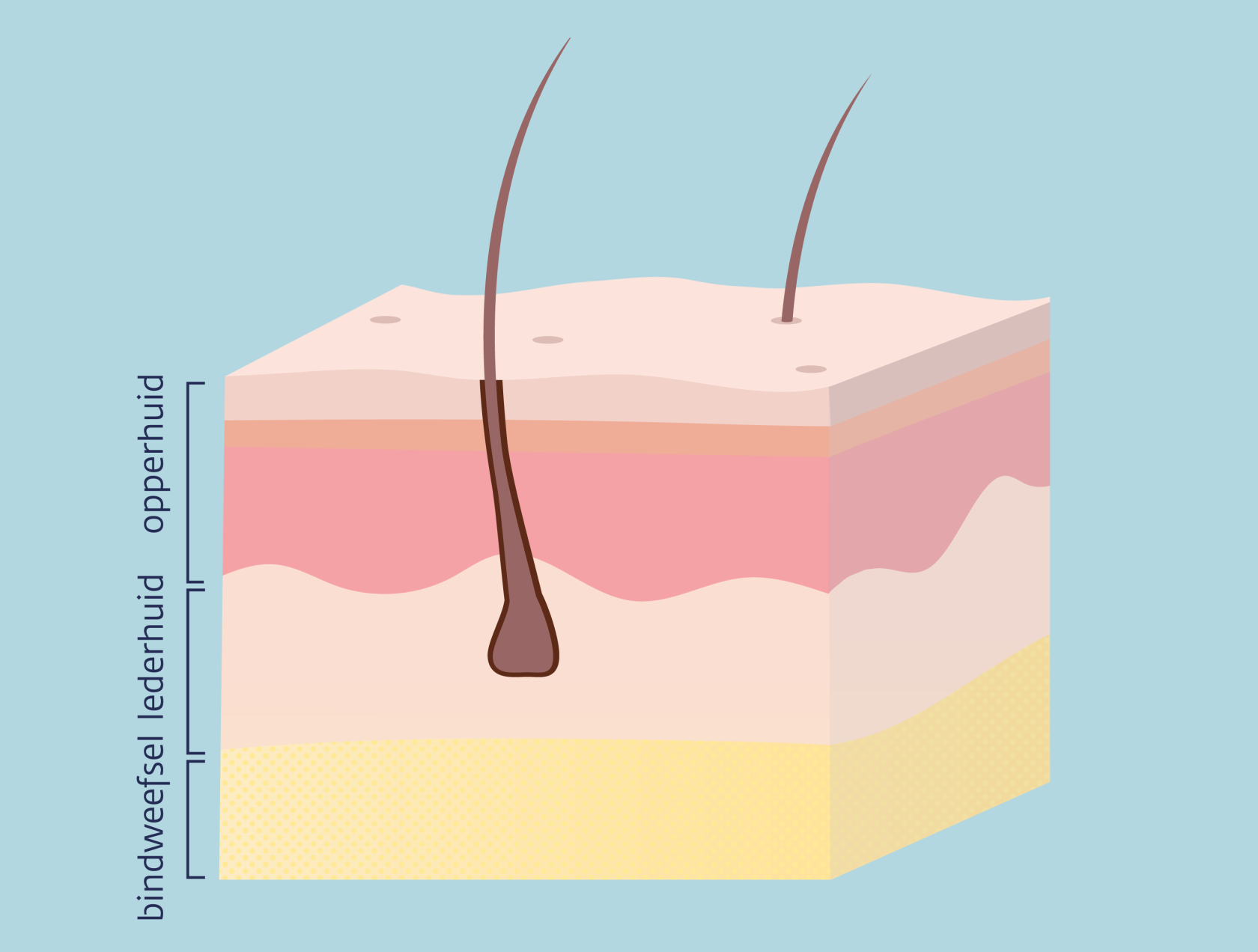 Informatie over de huid
