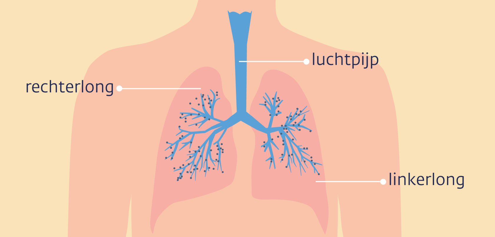 Informatie over de longen | kanker.nl