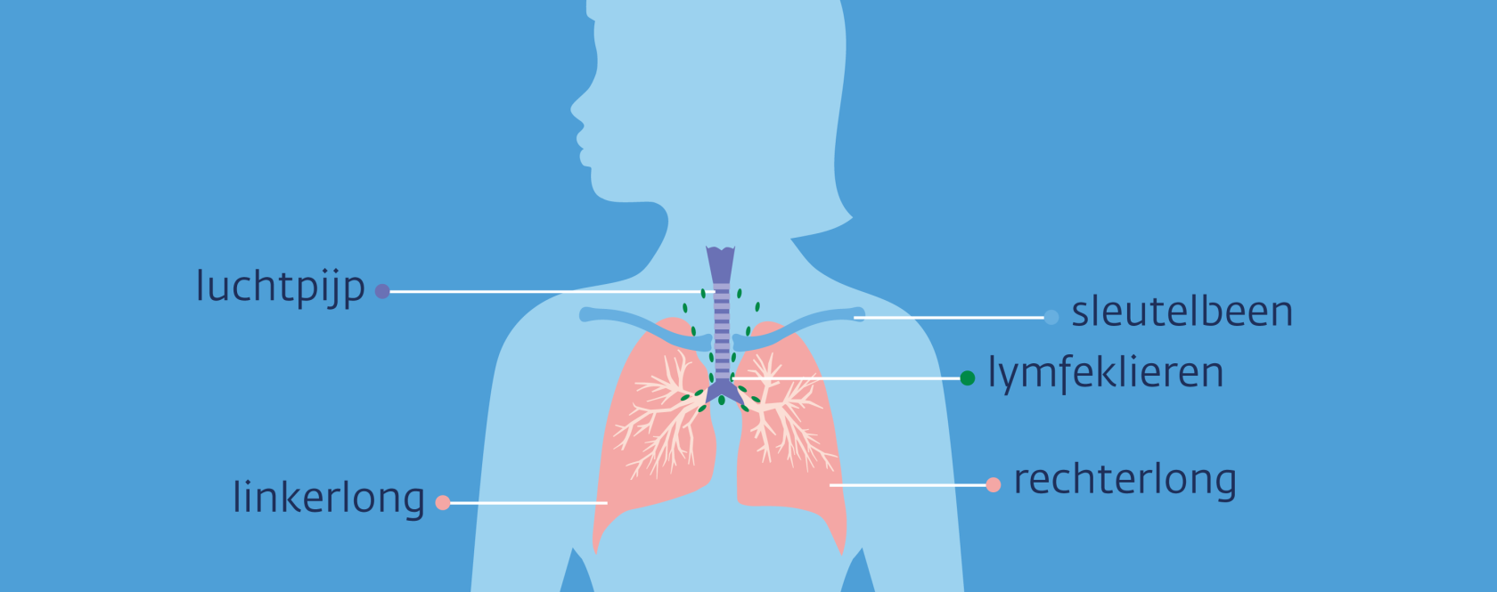 Uitzaaiingen bij longkanker | kanker.nl